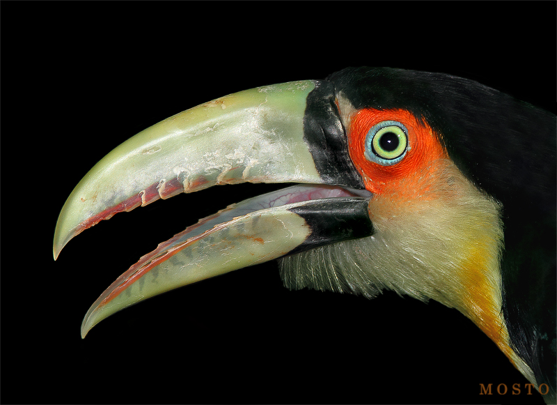 AVES NUESTRAS: TUCAN PICO VERDE