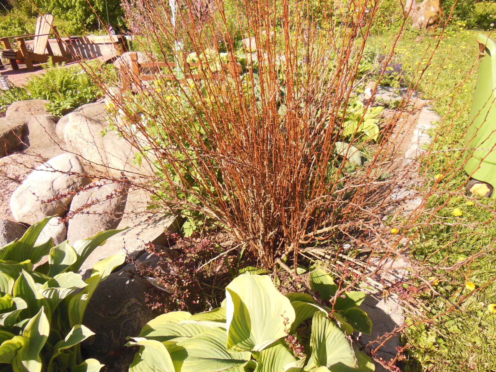 Thela aed ja kodu: Talve hambajäljed