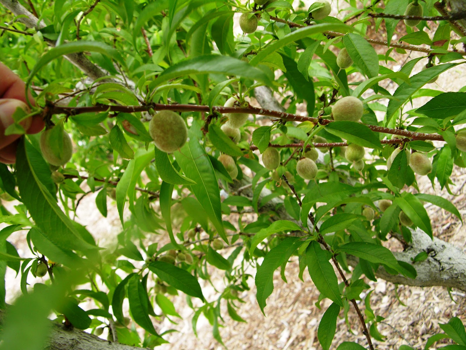 Xtremehorticulture of the Desert: Leave a Few Peaches to Enjoy on Young ...