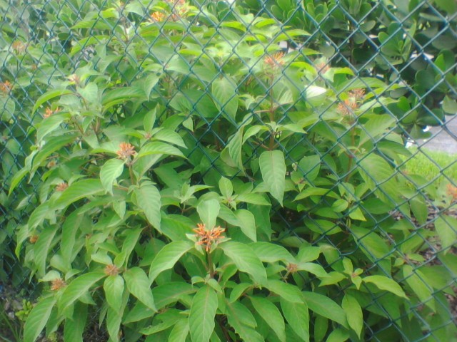 Urban Survivalcraft: Wild Edibles (Fire Bush)