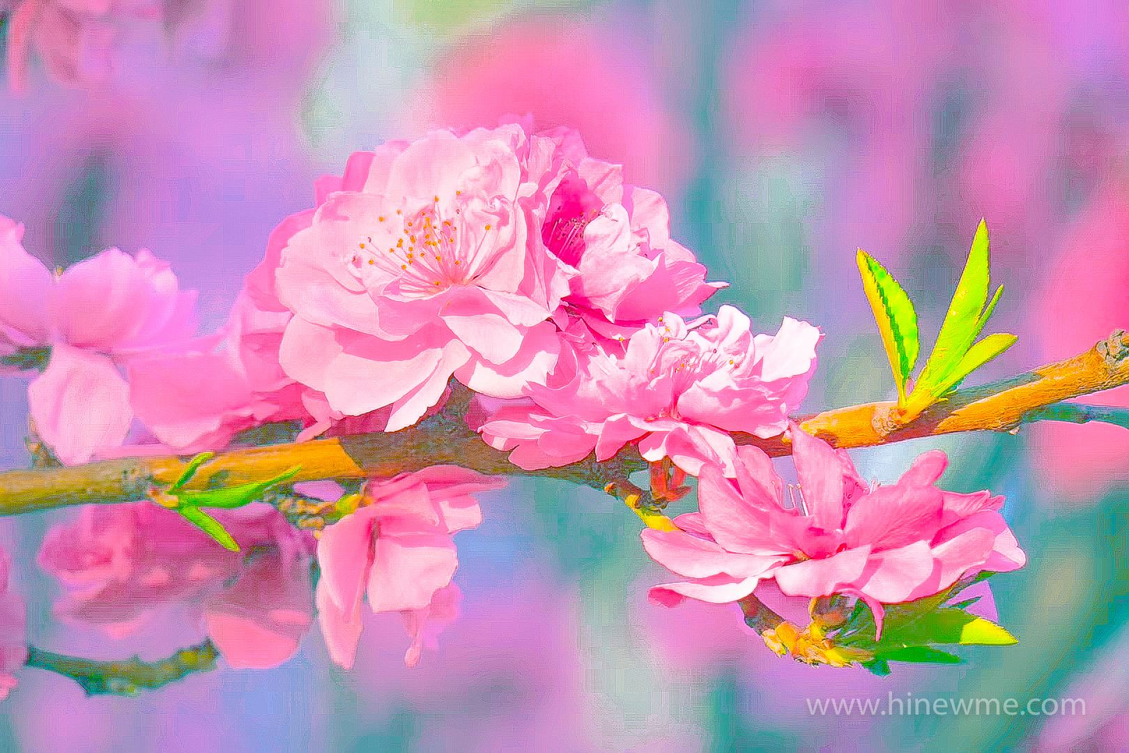 11 flower landscape photography tips，50pictures, come to see my tips ...