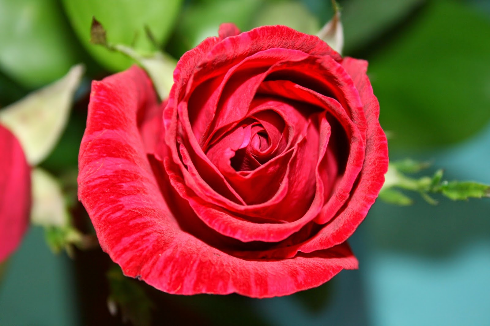 My Living Treasure Chest: Treasure #27- Roses