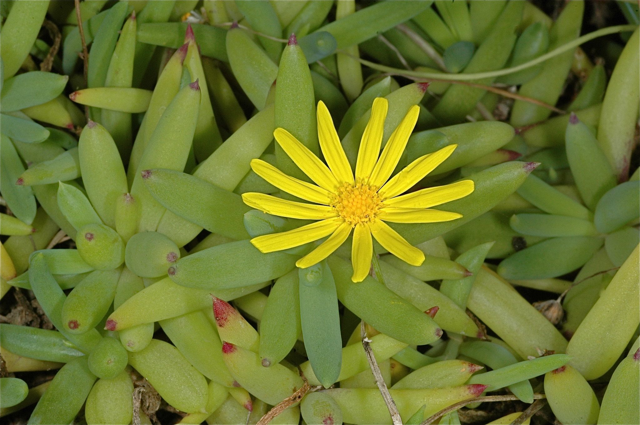 Othonna capensis - Little pickles - Ruby necklace care and culture ...