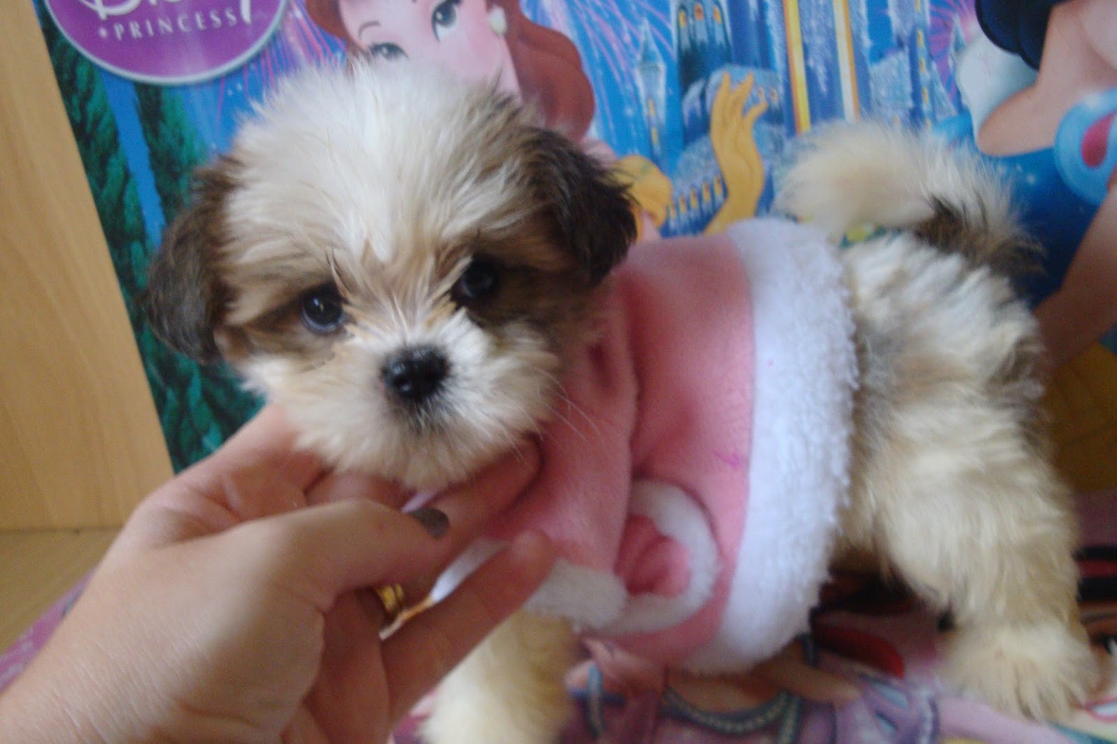 Cau e Giu Lindos Filhotes de BH: Lhasa Apso , Linda Fêmea Miniatura ...