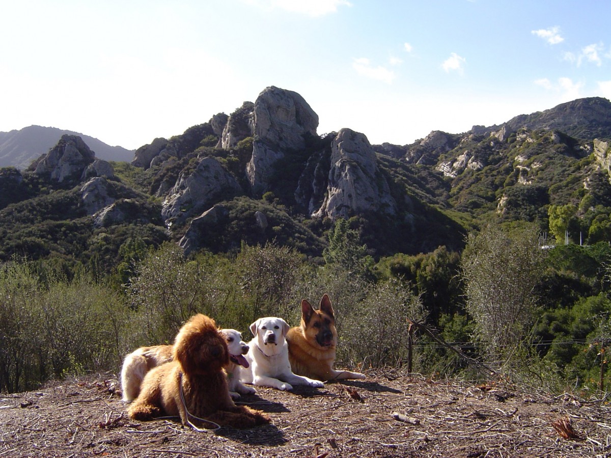 Help Stray dogs around us: A Celebrity Dog Ranch In The Hills Above Malibu