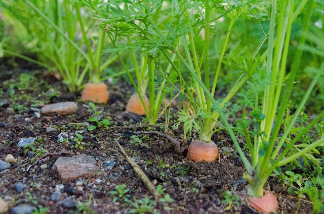 Rotfrukter som växer nedåt och uppåt | Farbror Grön