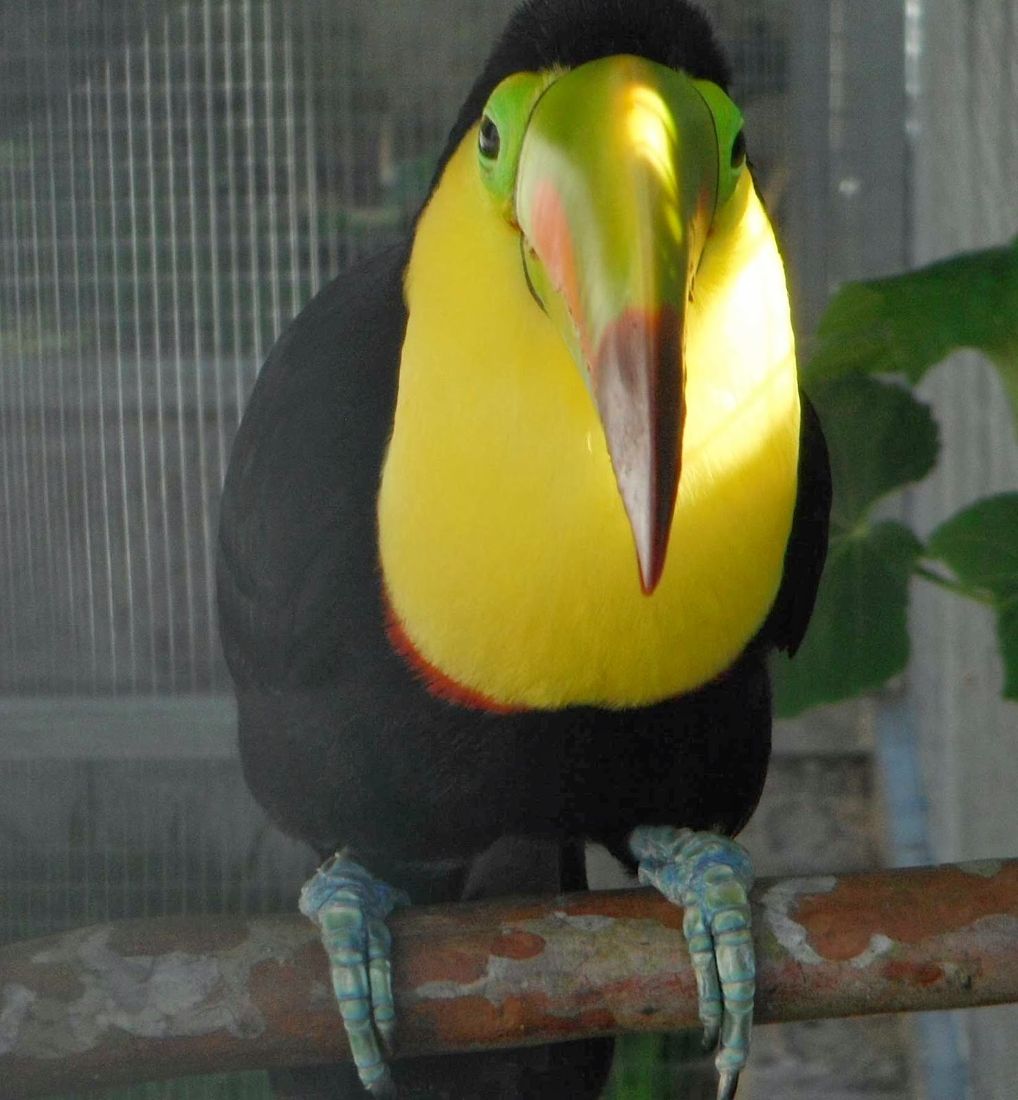 GRINGOS IN PARADISE: Paul & Marilyn's Retirement Adventure: TOUCAN ...