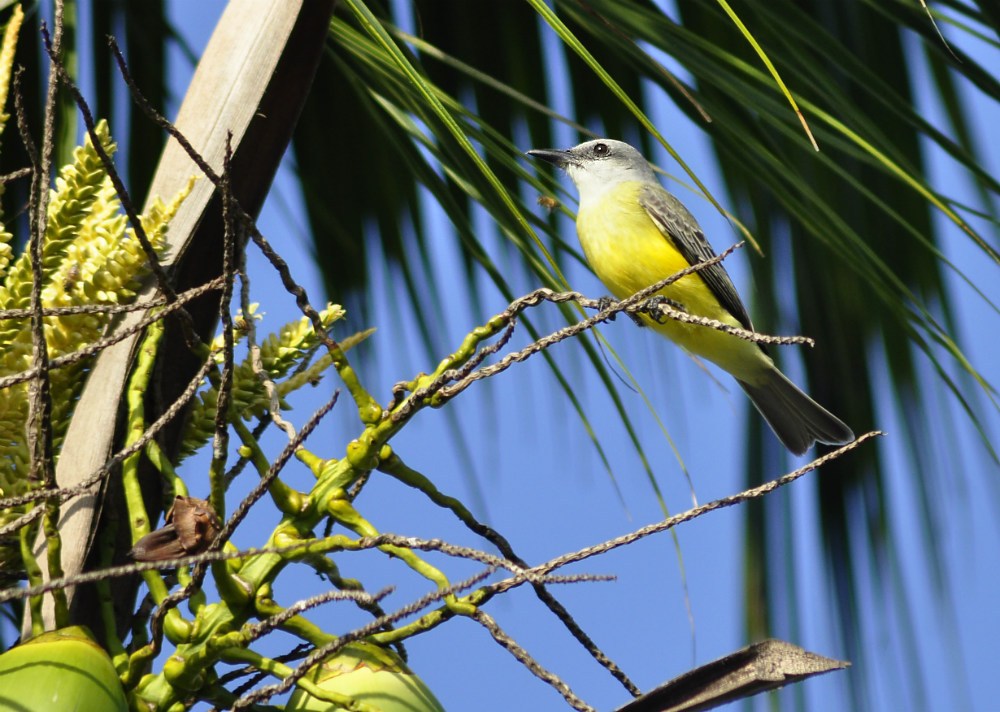 Birds Gone Wild: grey and yellow flycatchers of Mexico (#217-218)