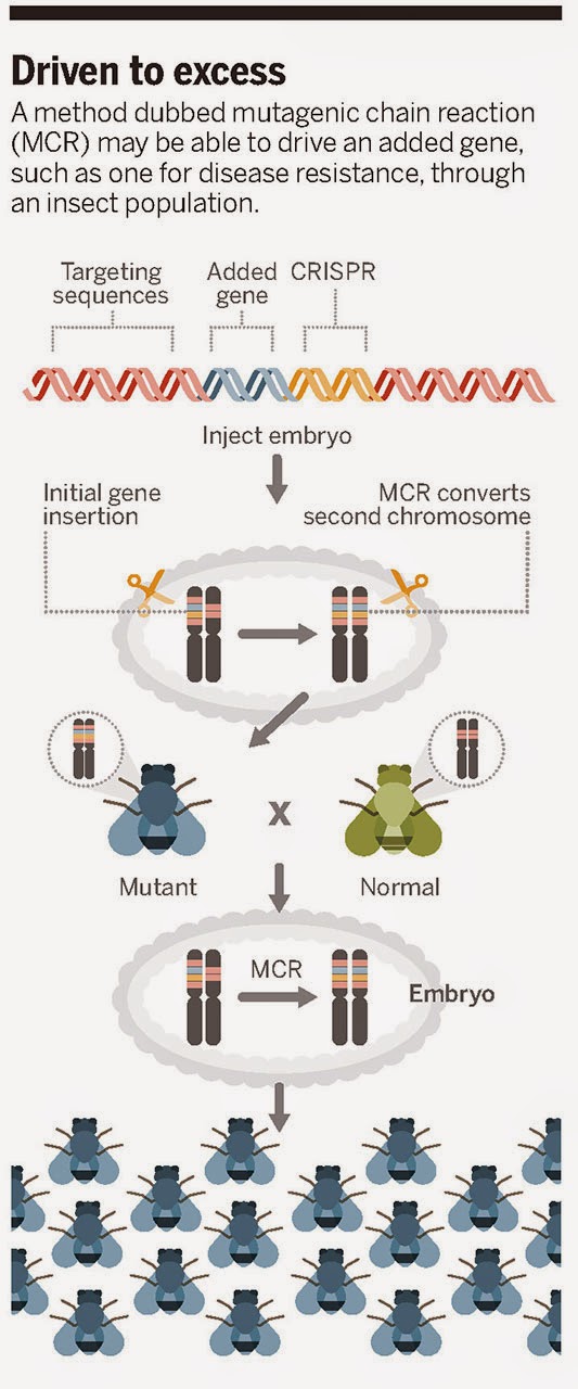 Information Processing: Gene drive