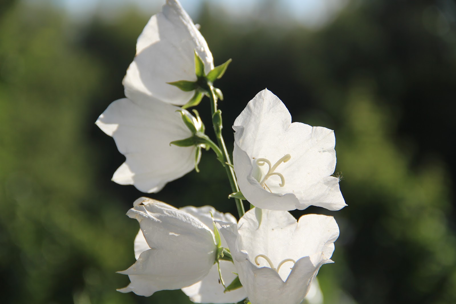katilėlis /campanula/