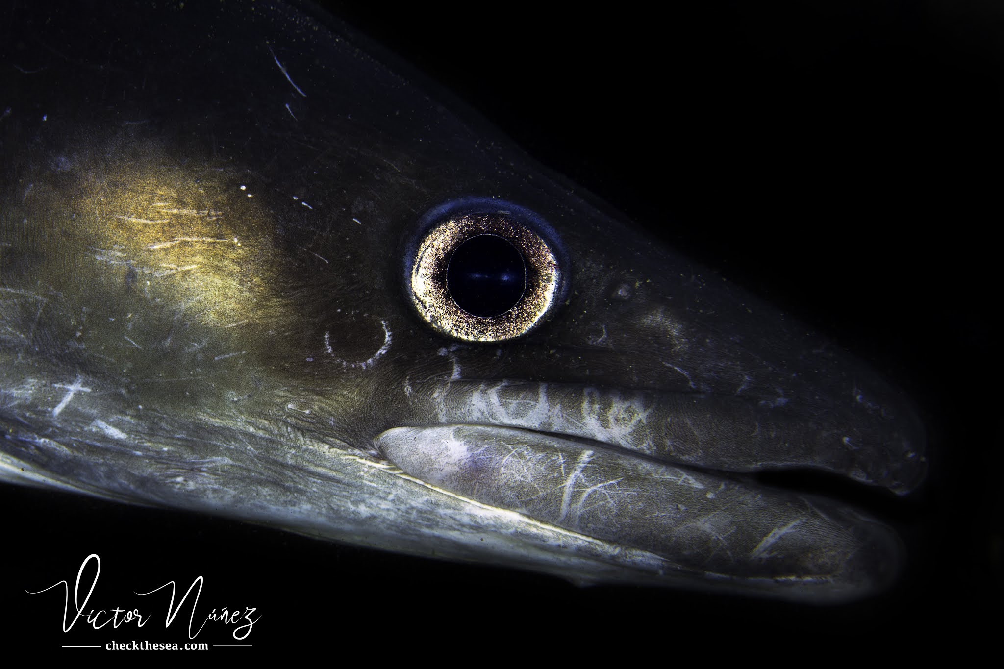 Check the Sea. Web de buceo y fotografía submarina de las Islas ...