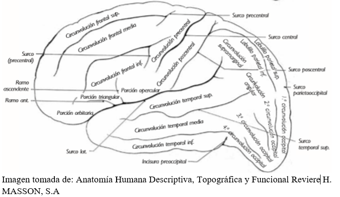 ANATOMÍA HUMANA: NEUROANATOMÍA : Resumen: Telencéfalo