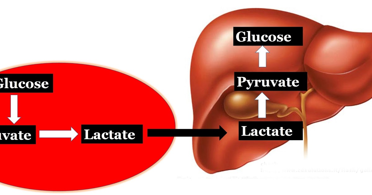Liver Function And Metabolism MCQ liver-function-and-metabolism-mcq