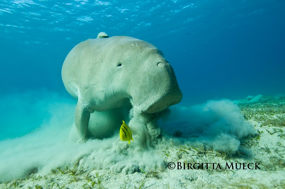 Film Photo Adventure: Dugong, the mystical mermaid...