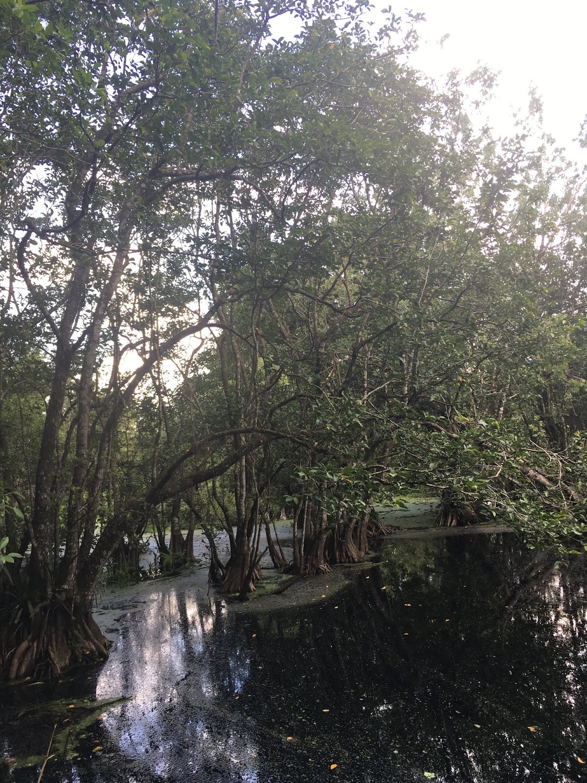 Nature's Blessings: Reflection on Corkscrew Swamp Sanctuary Trip