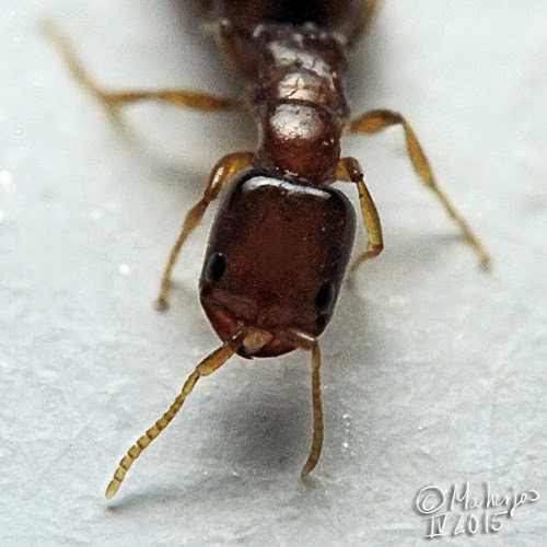 Biodiversidad Costa Granadina y ... (Fauna): Escleroderma doméstica ...