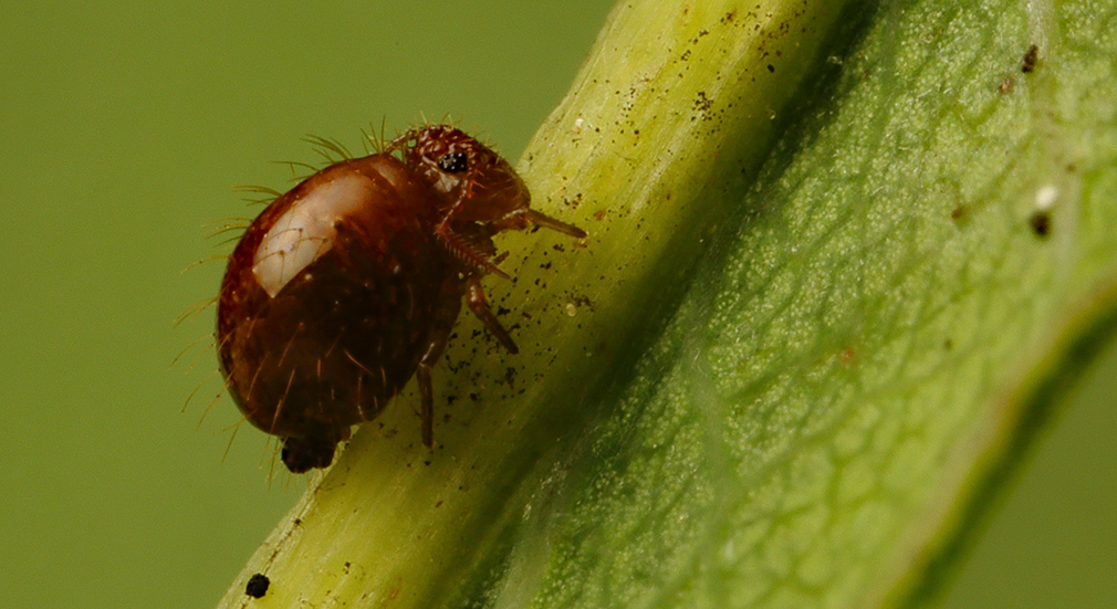 JJ's Photographic nature blog: Bug-eyed and legless...