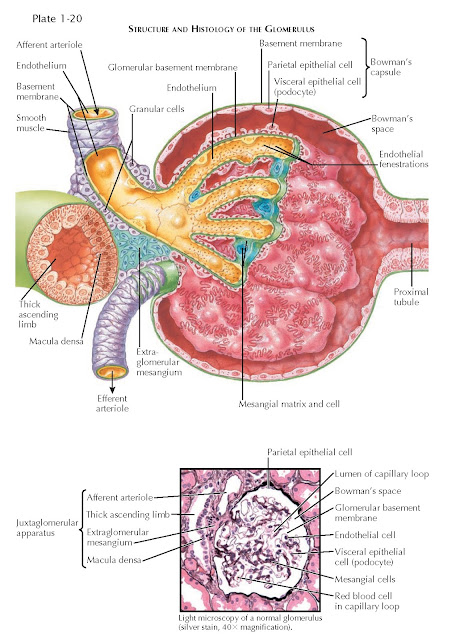 Glomerulus - pediagenosis
