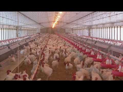 How to Start a Broiler Chicken Production Business | Broilers farming ...