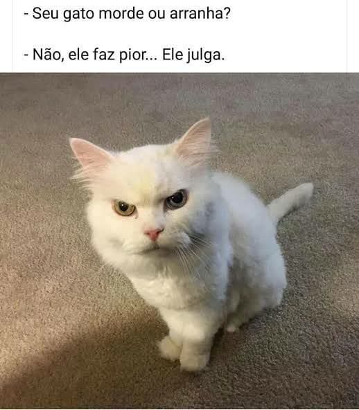 33 Gatinhos que vão alegrar o seu dia e te fazer rir demaaaais ...