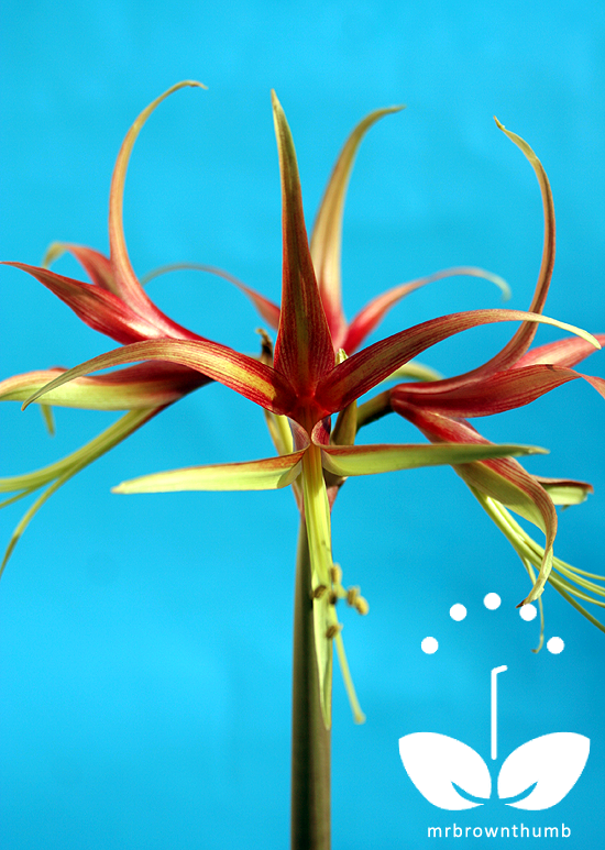 Amaryllis cybister 'Chico' : MrBrownThumb