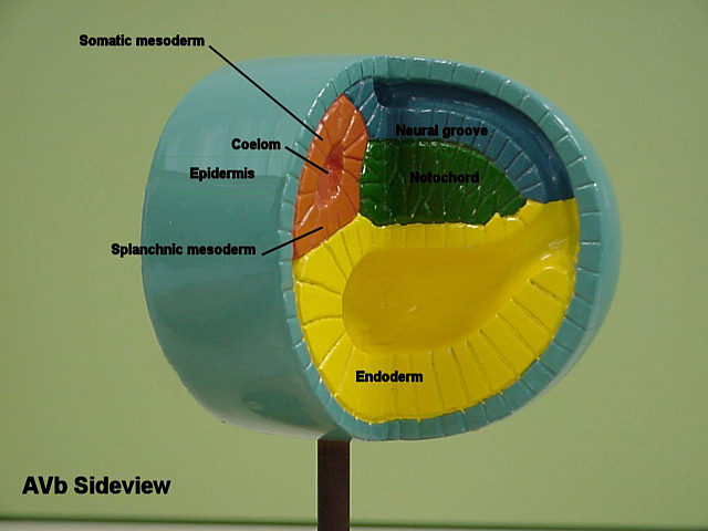 Embriologia e Histologia Veterinária