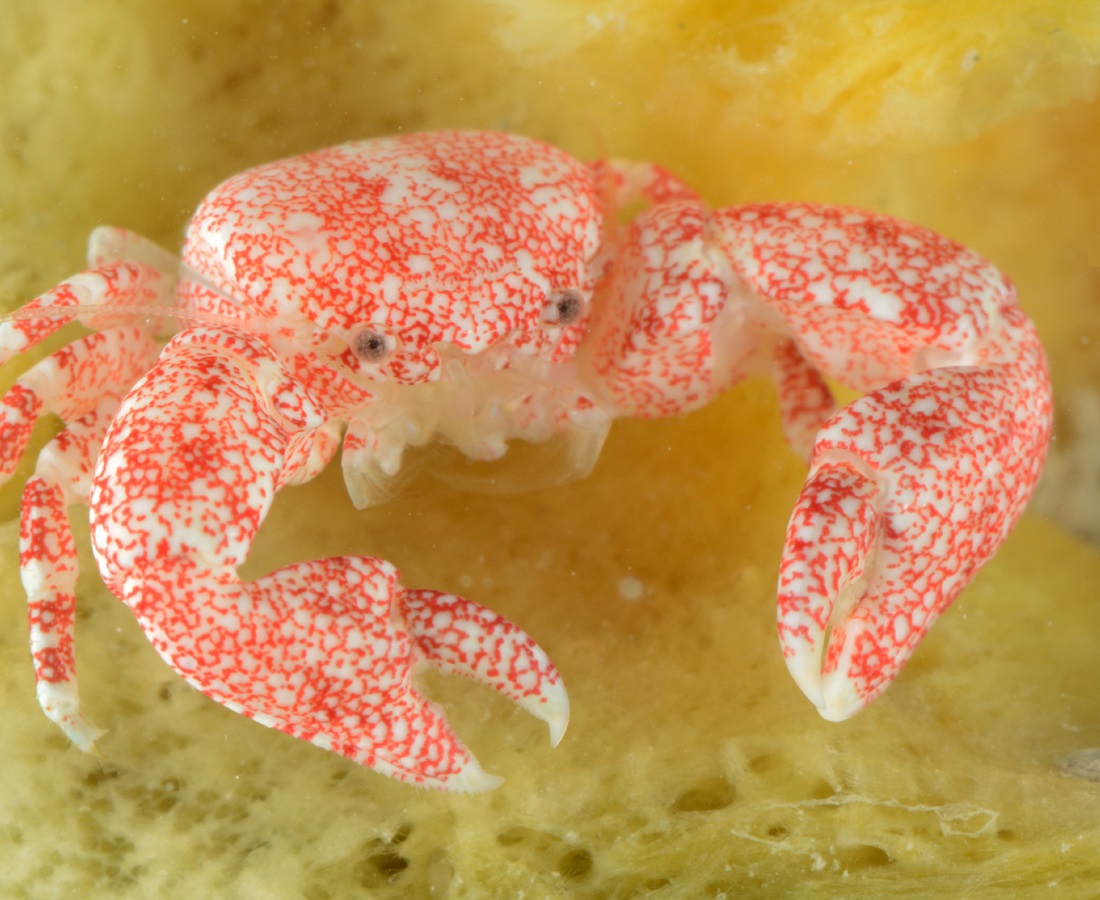 Species New to Science: [Crustacea • 2020] New Records of Decapod ...