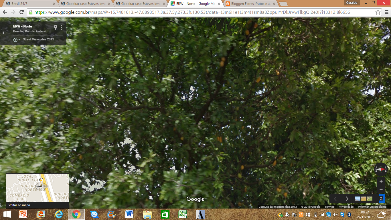 Flores, frutos e aves de Brasília e do Cerrado: ÁRVORES EMBLEMÁTICAS DE ...