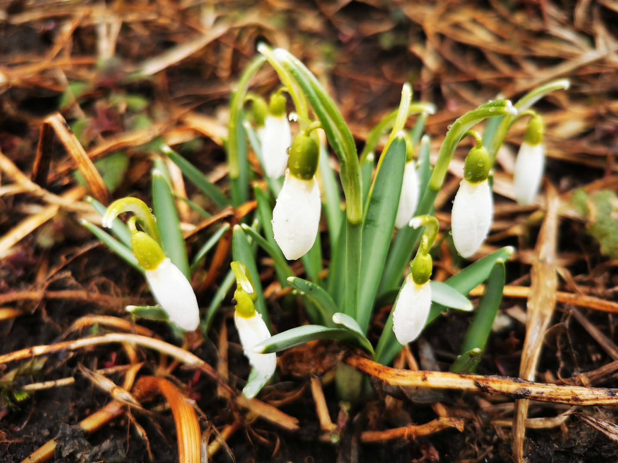 Kevadised tööd aiamaal