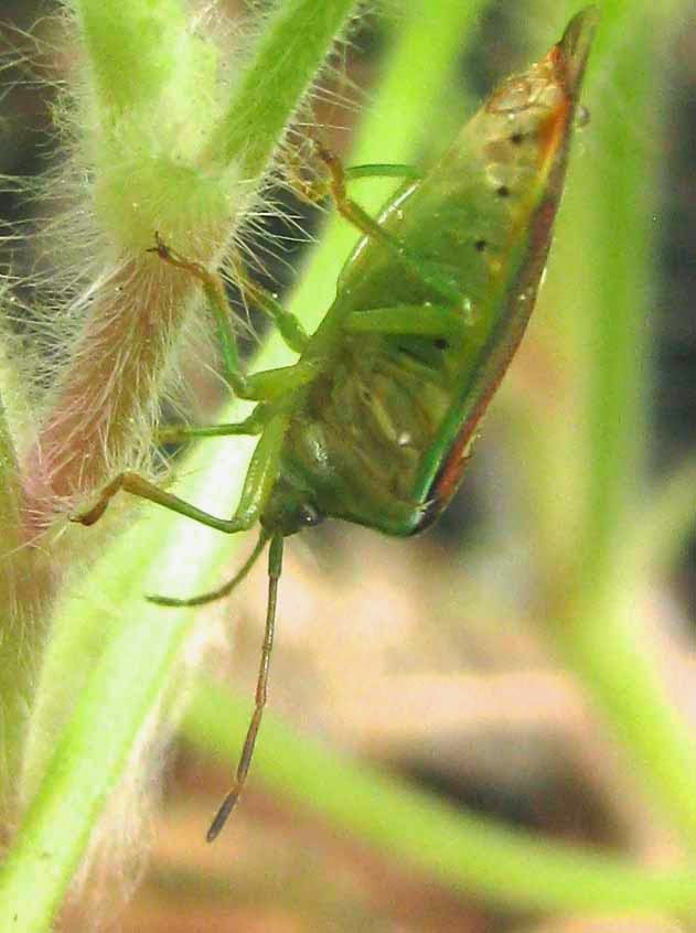 What Do I Know?: Birch Shield Bug Close Up