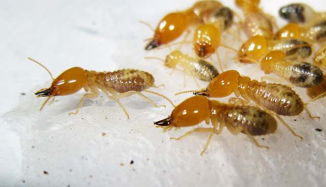Photos and Info on Ants and Termites of Malaysia: Odontotermes sp8