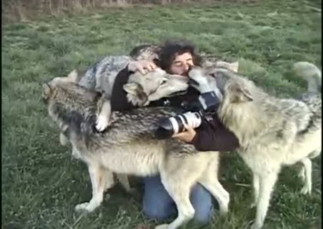 White Wolf : Wolf Love Pile: Photographer Cuddles Up With Huge Pack Of ...