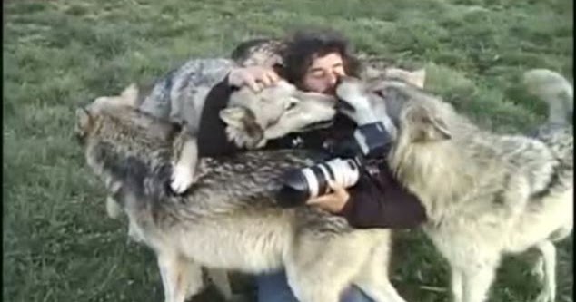 White Wolf : Wolf Love Pile: Photographer Cuddles Up With Huge Pack Of ...