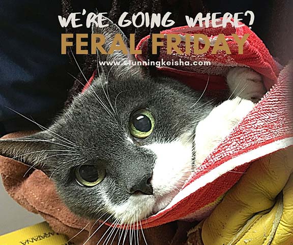 Feral Friday: We're Going Where??? | Stunning Keisha