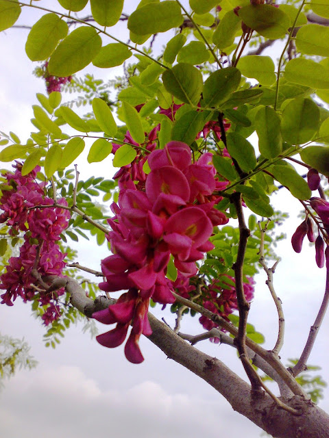 Tarım Siteniz: Akasya Ağaçları (Acacia Trees)