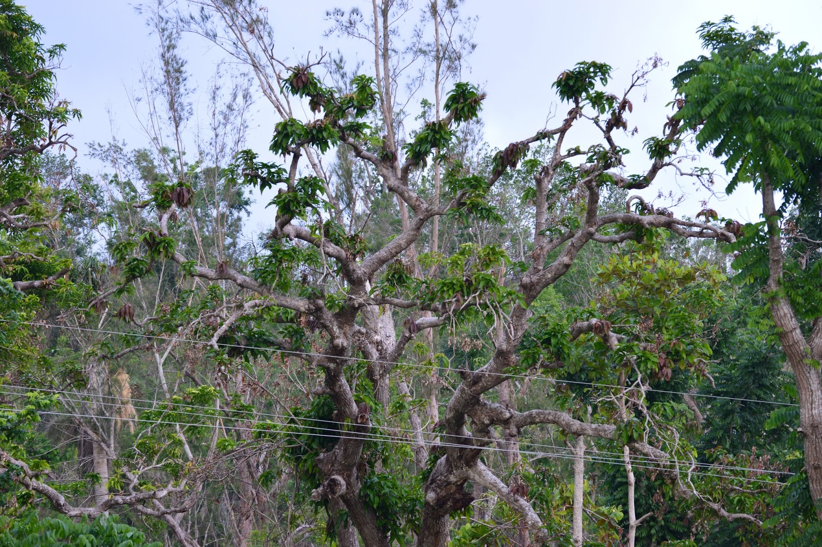 A Beautiful Life: Land of Dr Seuss Trees