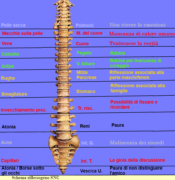 Schema delle vertebre
