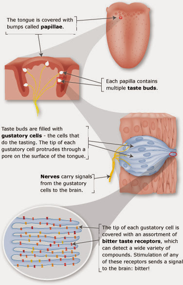BioloGuy's Biology: Taste genetics