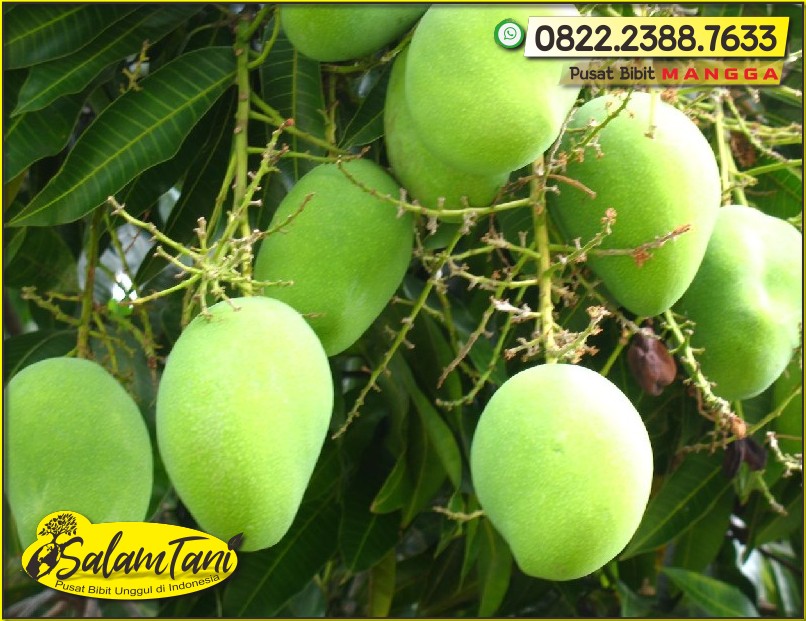 Pusat Bibit Unggul Pisang, Kelapa, Mangga, Kelengkeng, Alpukat, Manggis ... Pusat Bibit Unggul Pisang, Kelapa, Mangga, Kelengkeng, Alpukat, Manggis ...