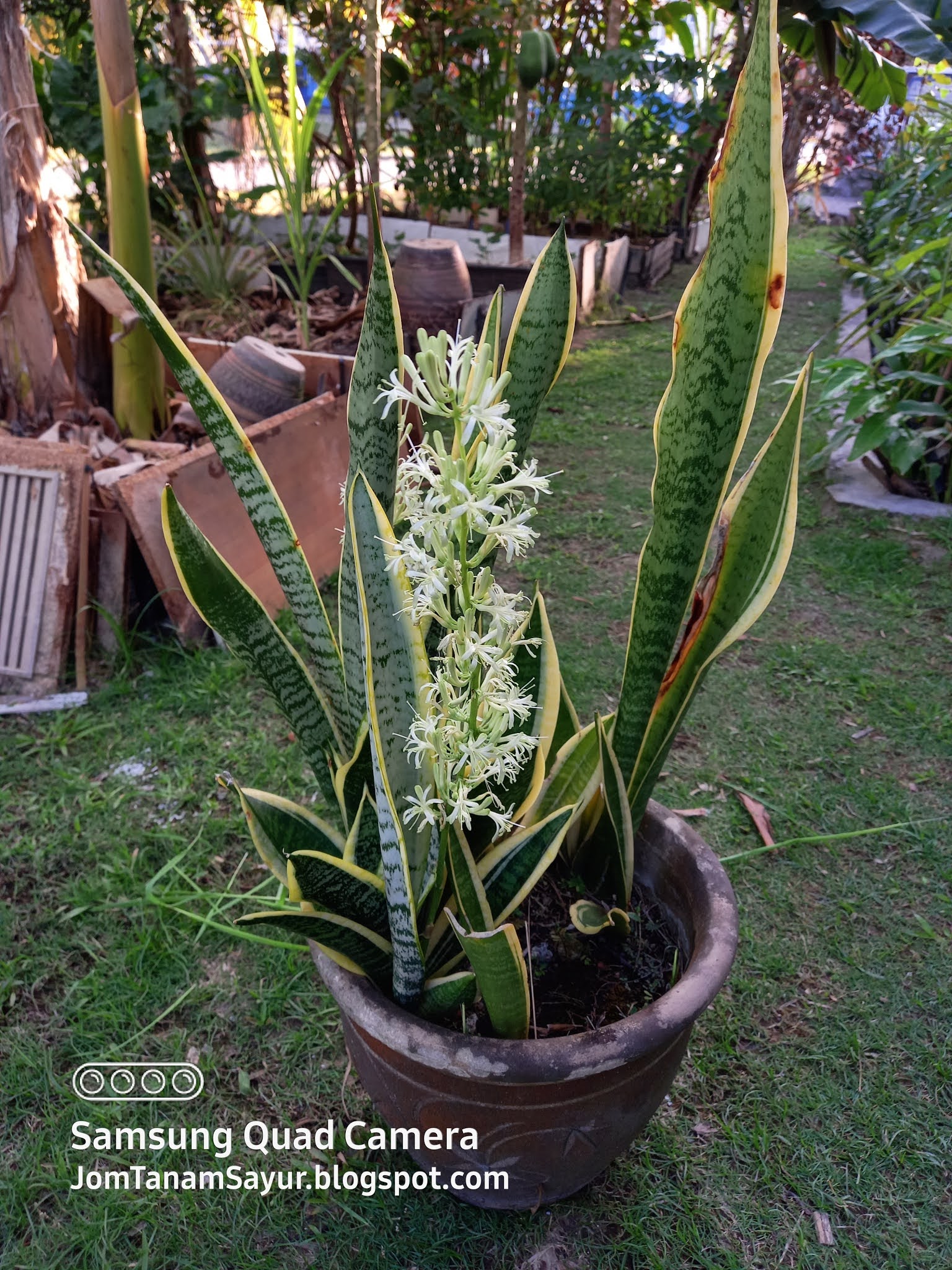 Jom Tanam Sayur ( JTS ) : Bunga Pokok Lidah Mertua | Lidah Jin ...