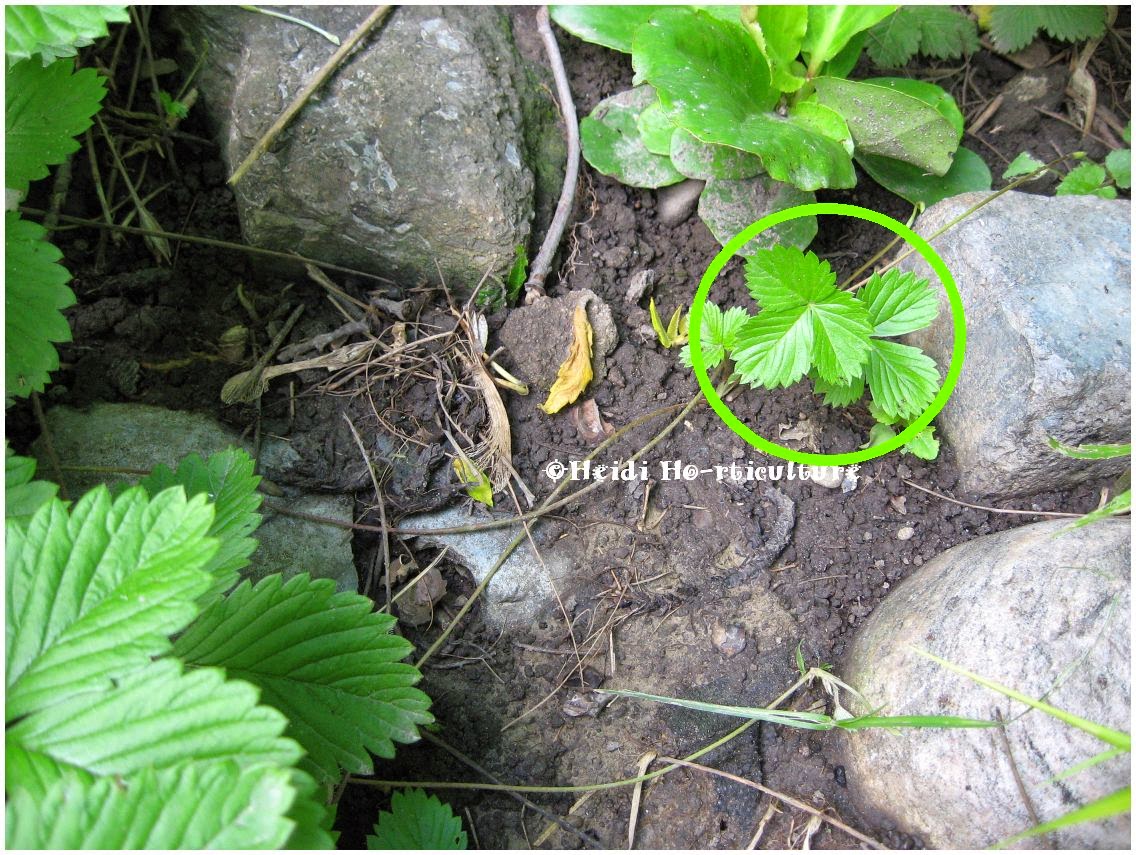 Heidi Horticulture: Fragaria (Strawberry) Stolons (Runners)