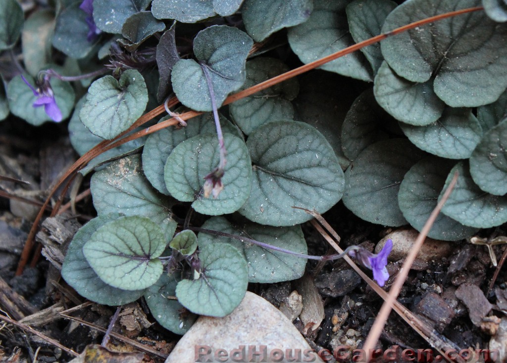 Red House Garden: Love at First Sight - Viola walteri 'Silver Gem'