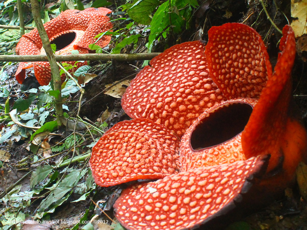 RAFFLESIA ARNOLDII FLOWER photos - wallpapers | the fun bank