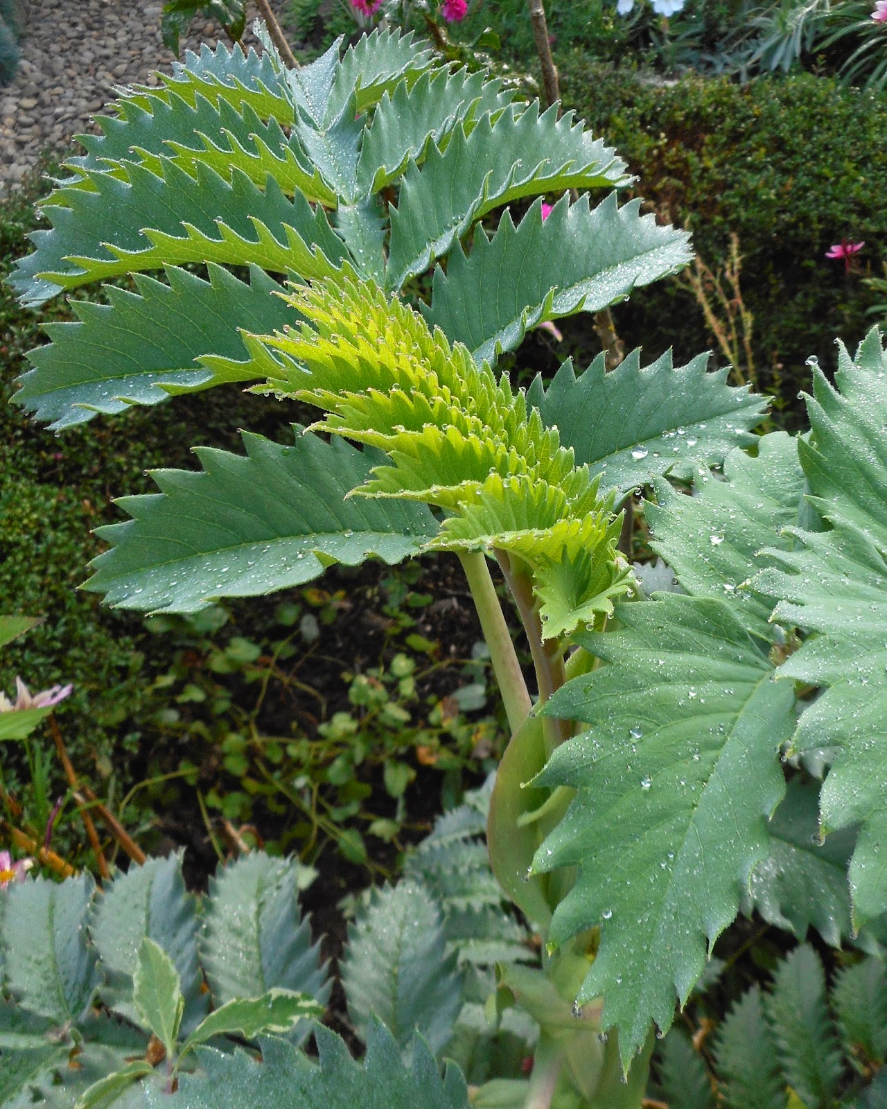 Gardening With Grace: Lots of Photos and a Few Questions