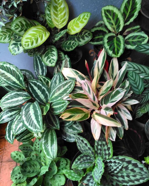 Studio Floral Dora Santoro: Plantas Rajadas