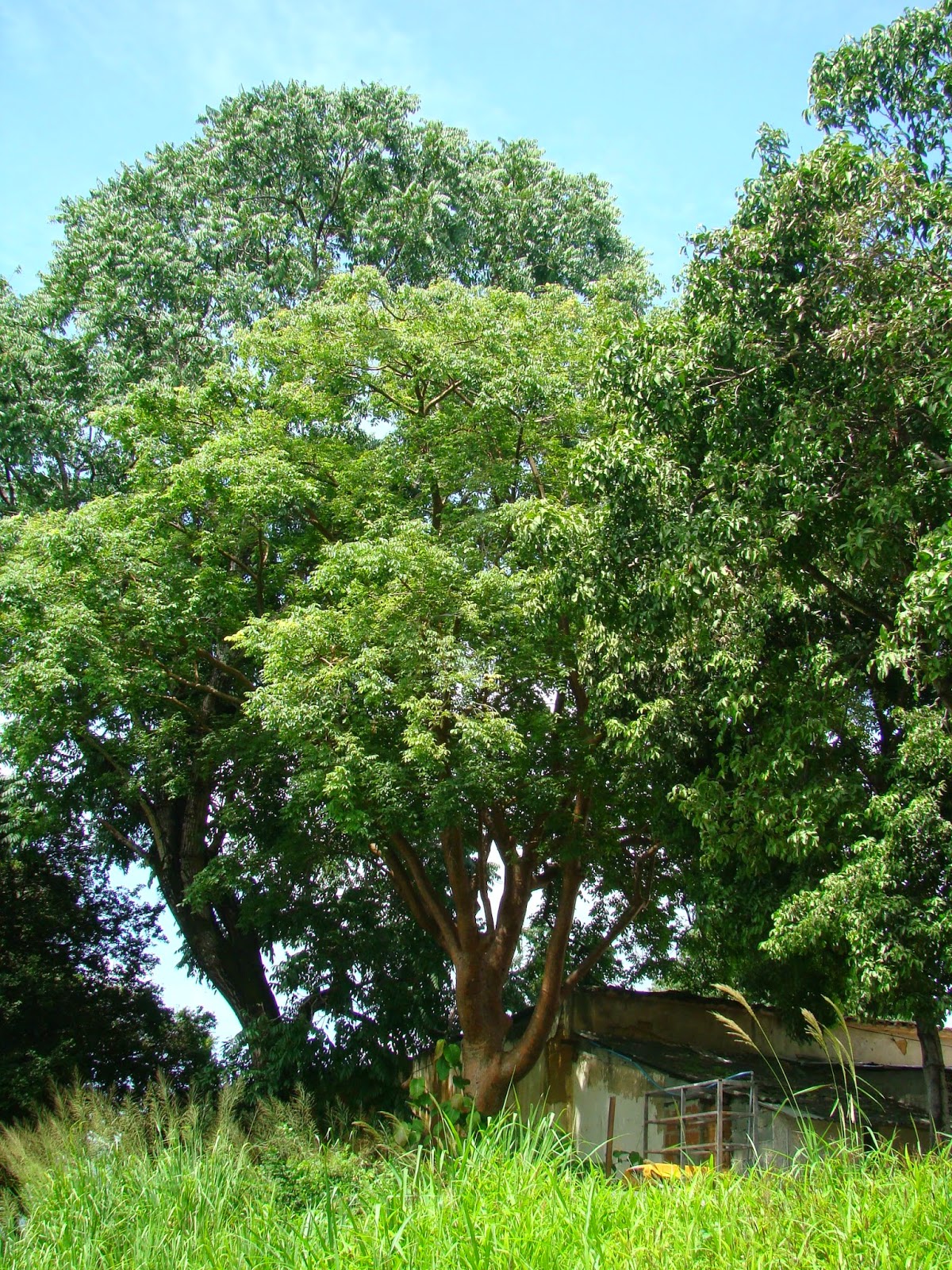 TereTere: El árbol emblemático de Guatire