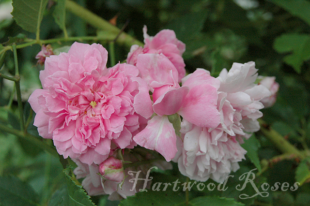 Hartwood Roses: Flowers on Friday ... Hollywood Cemetery This Week