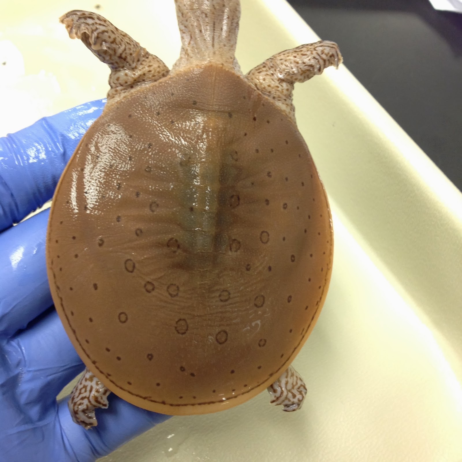 Biology of the Reptilia: Lab #2: Testudines (Nick Spies and Alex Murray)