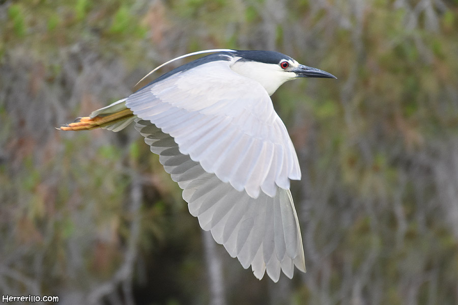 El Herrerillo: Martinete común (Nycticorax nycticorax) en el Parc Samà