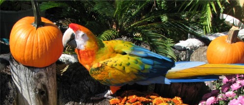 Parrot Blog ParrotPressNews : Pumpkins and Pumpkin Seeds for your Parrot